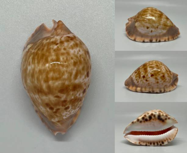 shellauction.net :: Zoila marginata - 3716819