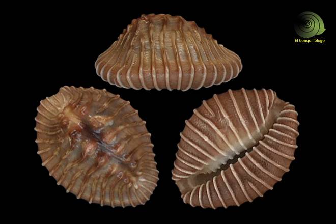 shellauction.net :: Pusula radians - 3716883