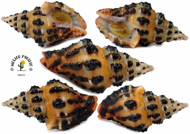 shellauction.net :: Engina maura x tabogaensis - 3716886