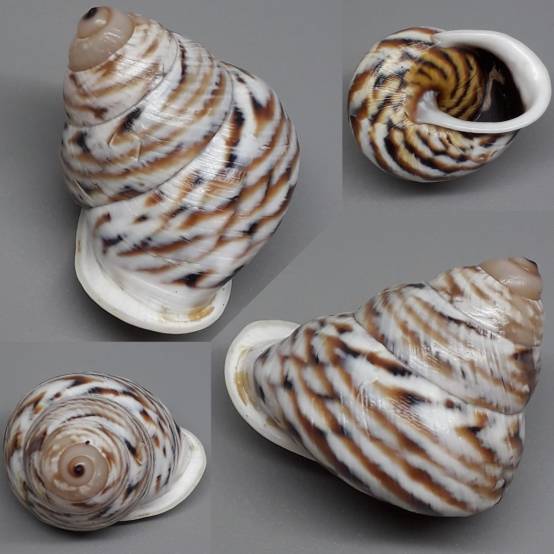 shellauction.net :: Canefriula lacteolata - 3716924