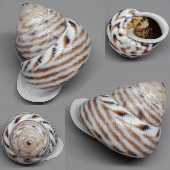 shellauction.net :: Canefriula lacteolata - 3716952