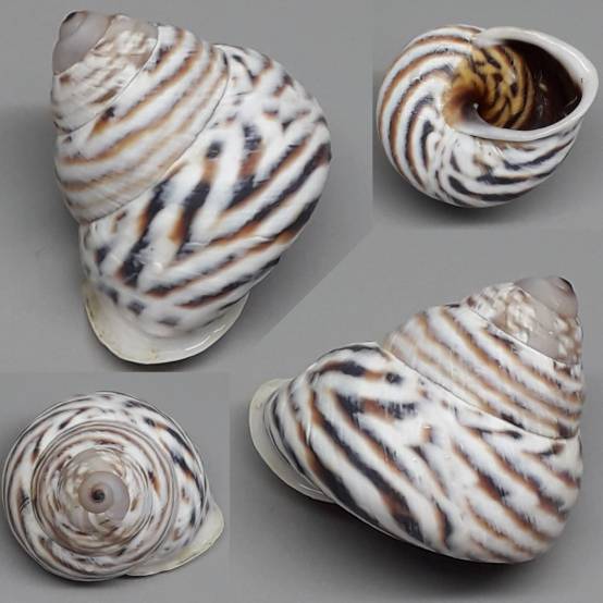 shellauction.net :: Canefriula lacteolata - 3716981