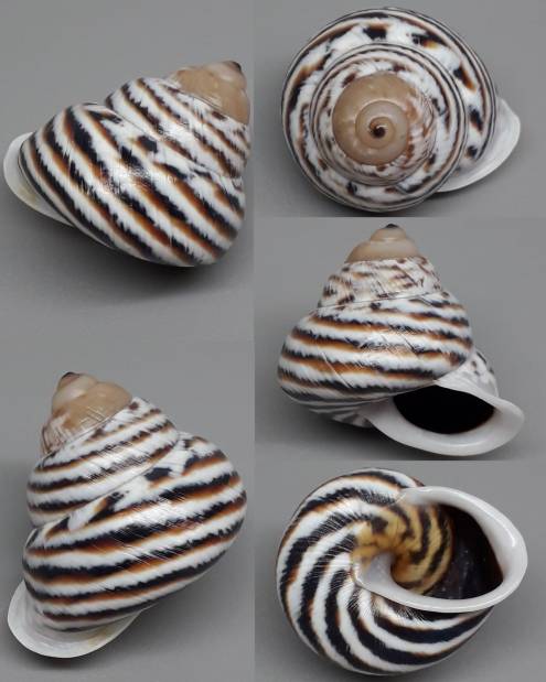 shellauction.net :: Canefriula lacteolata - 3716982