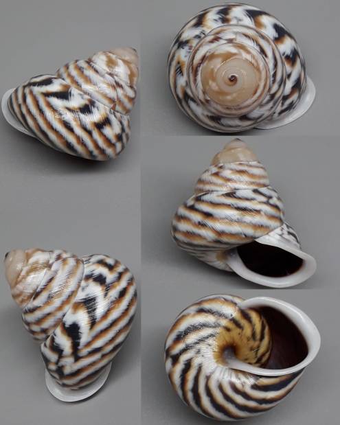 shellauction.net :: Canefriula lacteolata - 3716983