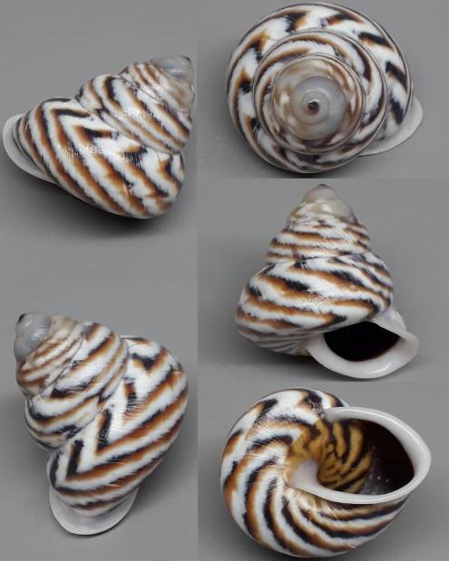 shellauction.net :: Canefriula lacteolata - 3716984