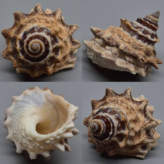 shellauction.net :: Astraea sp. - 3717010