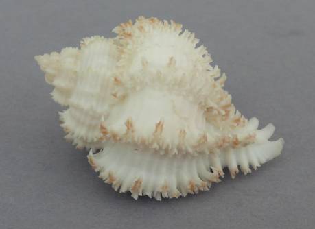 shellauction.net :: Hexaplex stainforthi - 3717195