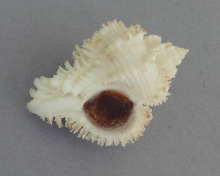 shellauction.net :: Hexaplex stainforthi - 3717195