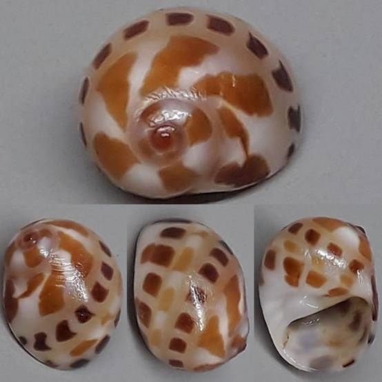 shellauction.net :: Natica sp. - 3717201