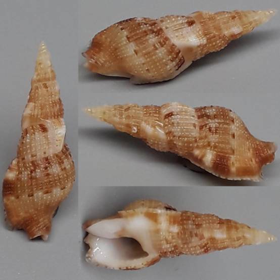 shellauction.net :: Colubraria ceylonensis - 3717213