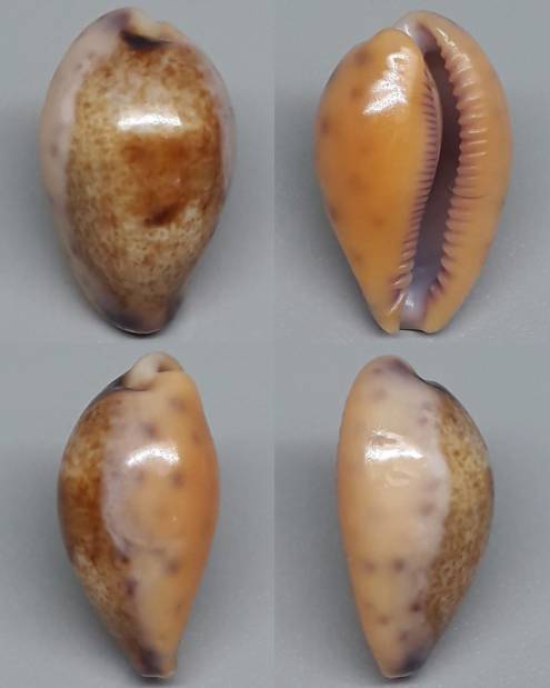 shellauction.net :: Contradusta walkeri - 3717227