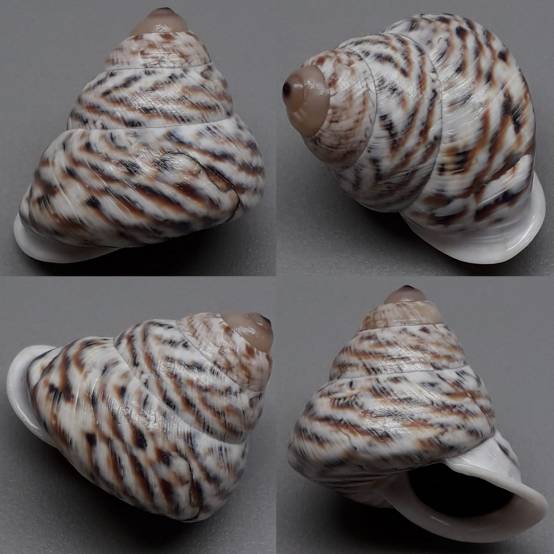 shellauction.net :: Canefriula lacteolata - 3717361