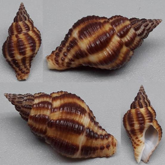 shellauction.net :: Pollia fumosa - 3717612