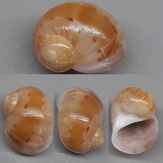 shellauction.net :: Natica sp. - 3717790