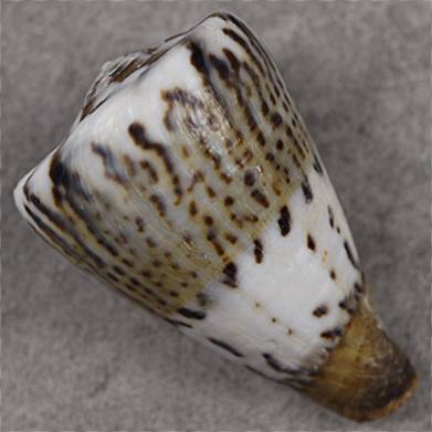shellauction.net :: Rhizoconus capitaneus - 3717802