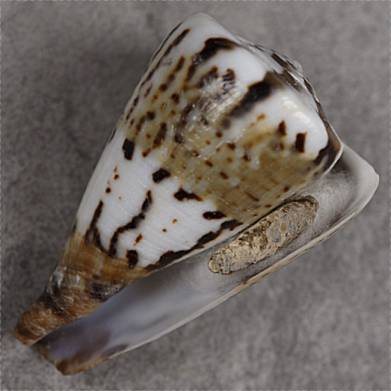 shellauction.net :: Rhizoconus capitaneus - 3717802