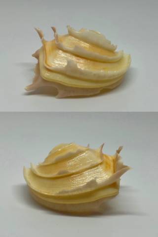 shellauction.net :: Bassina disjecta - 3717885