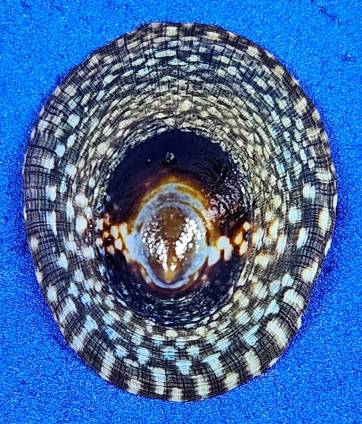 shellauction.net :: Lottia pelta - 3718122