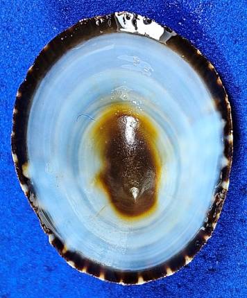 shellauction.net :: Lottia pelta - 3718122