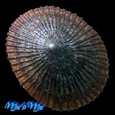 shellauction.net :: Cellana exarata - 3718568