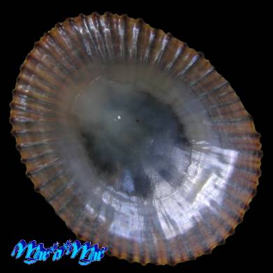 shellauction.net :: Cellana exarata - 3718568