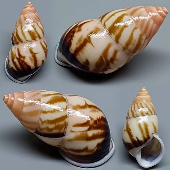 shellauction.net :: Amphidromus perversus f.sankapurus - 3718608