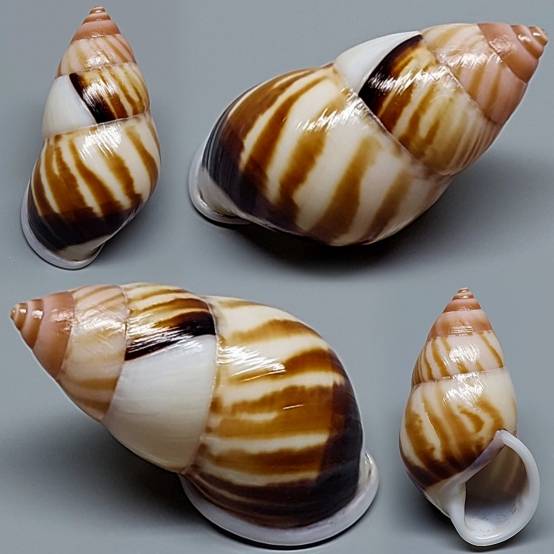 shellauction.net :: Amphidromus perversus f.sankapurus - 3718610