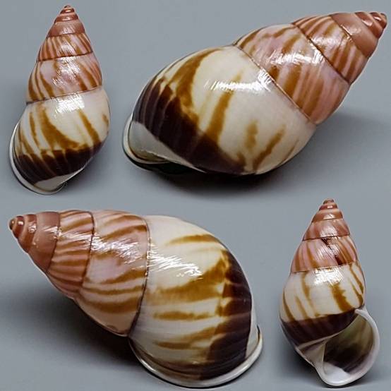 shellauction.net :: Amphidromus perversus f.sankapurus - 3718614