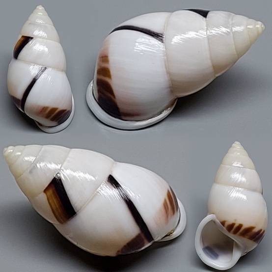 shellauction.net :: Amphidromus perversus sankapurus - 3718647