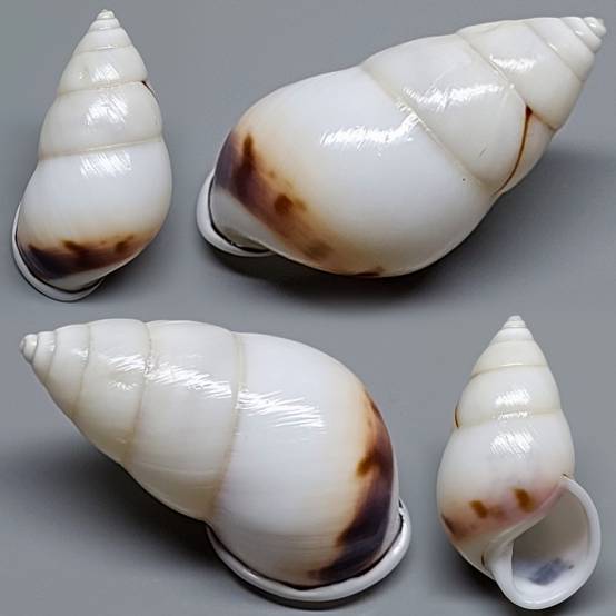 shellauction.net :: Amphidromus perversus sankapurus - 3718650