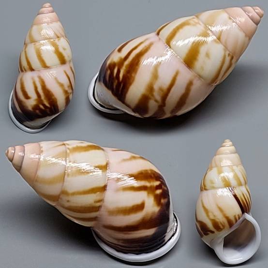 shellauction.net :: Amphidromus perversus f.sankapurus - 3718651