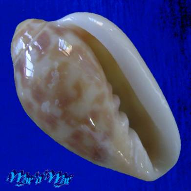 shellauction.net :: Prunum fulminatum - 3718714