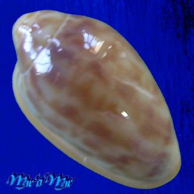 shellauction.net :: Prunum fulminatum - 3718714