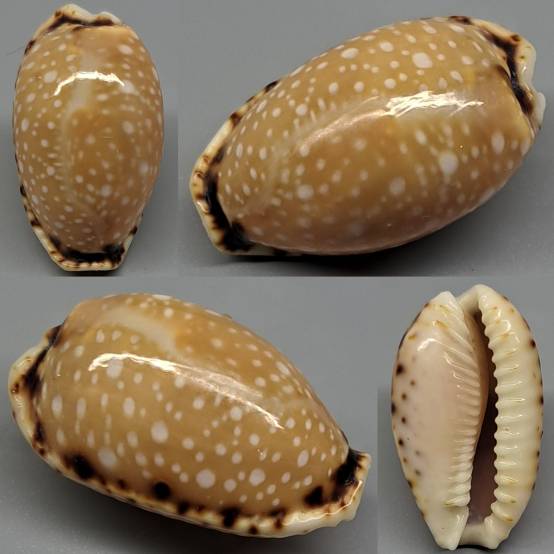 shellauction.net :: Naria labrolineata - 3718732