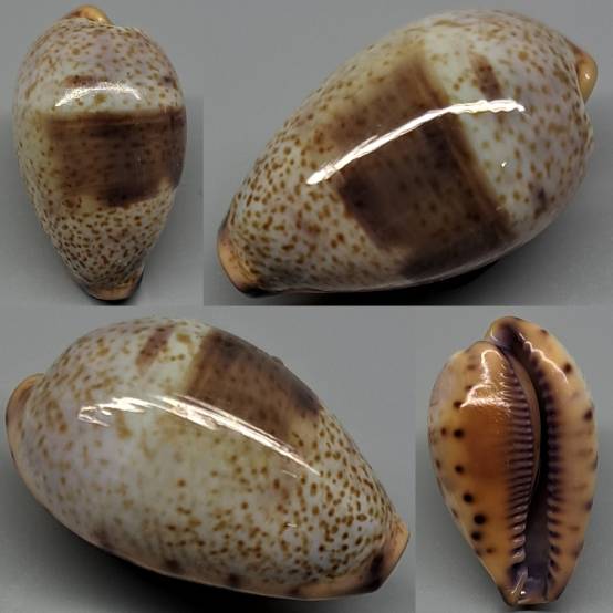 shellauction.net :: Contradusta walkeri - 3718745