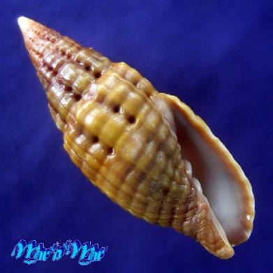 shellauction.net :: Mitra lens - 3718857