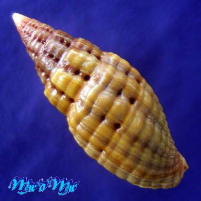 shellauction.net :: Mitra lens - 3718857