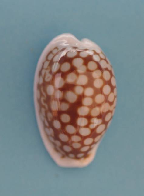 shellauction.net :: Cypraea comma - 3719040