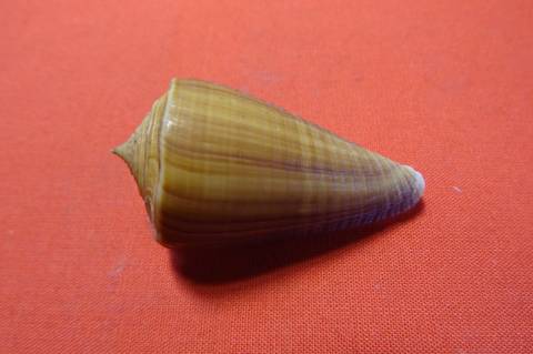 shellauction.net :: Conus bocki - 3719090