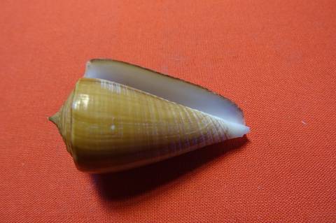 shellauction.net :: Conus bocki - 3719090