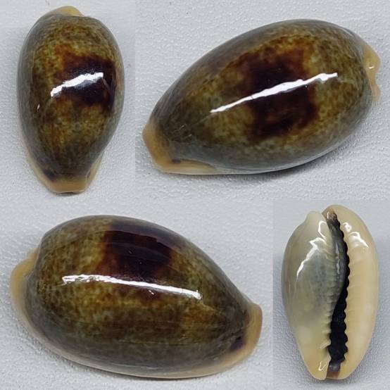 shellauction.net :: Erronea ovum - 3719340