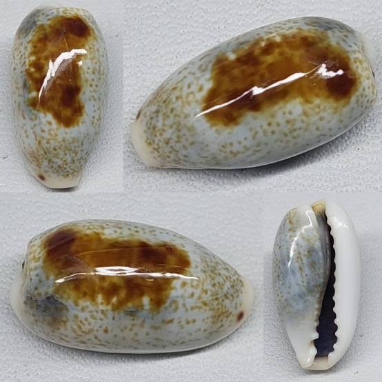 shellauction.net :: Erronea errones - 3719341