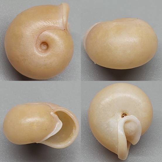 shellauction.net :: Chloritis togianensis - 3719449