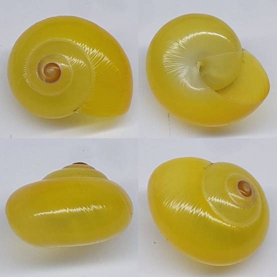 shellauction.net :: Xesta citrina - 3719503