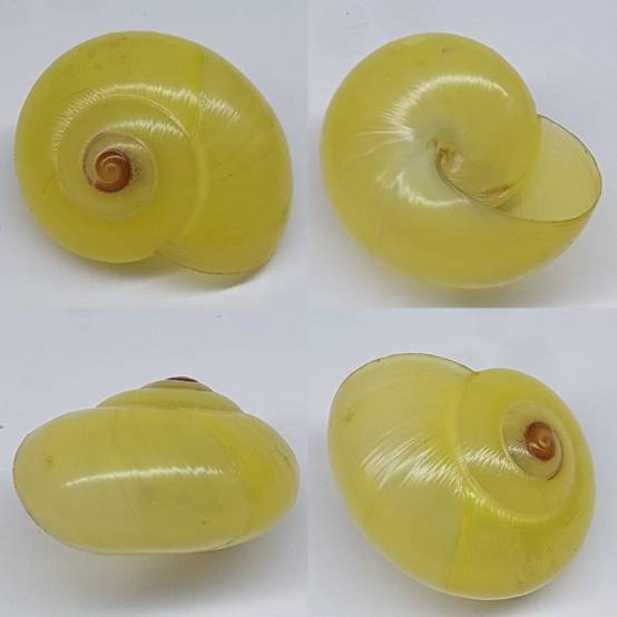 shellauction.net :: Xesta citrina - 3719504