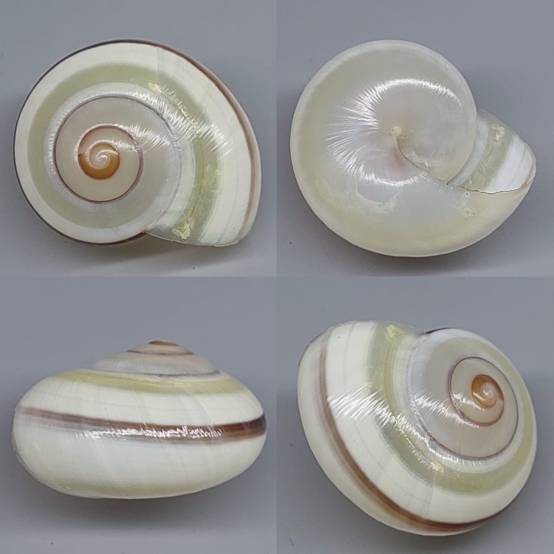 shellauction.net :: Xesta citrina - 3719505