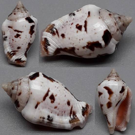 shellauction.net :: Strombus mutabilis - 3719765