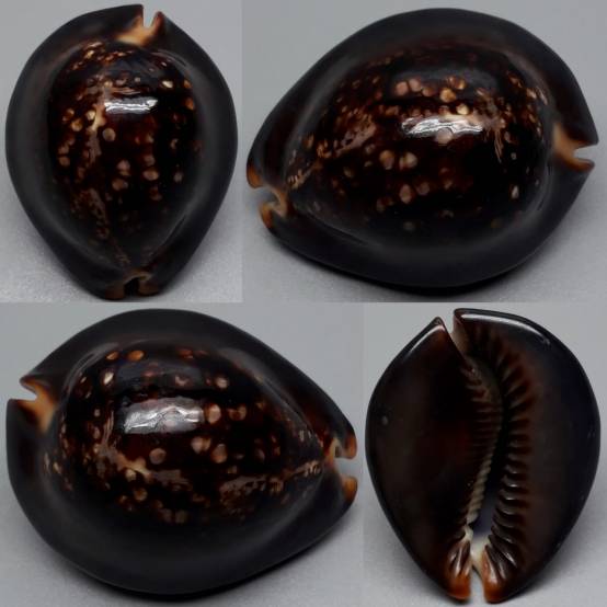 shellauction.net :: Mauritia mauritiana - 3719774