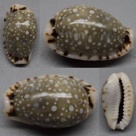 shellauction.net :: Naria labrolineata - 3719954