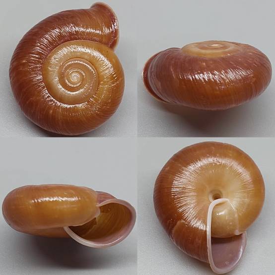 shellauction.net :: Chloritis gruneri - 3719974